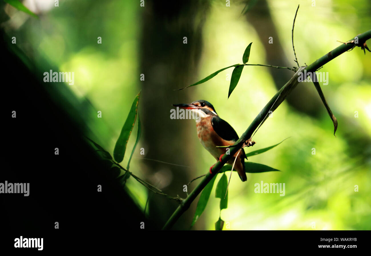 Kakatua bird hi-res stock photography and images - Alamy