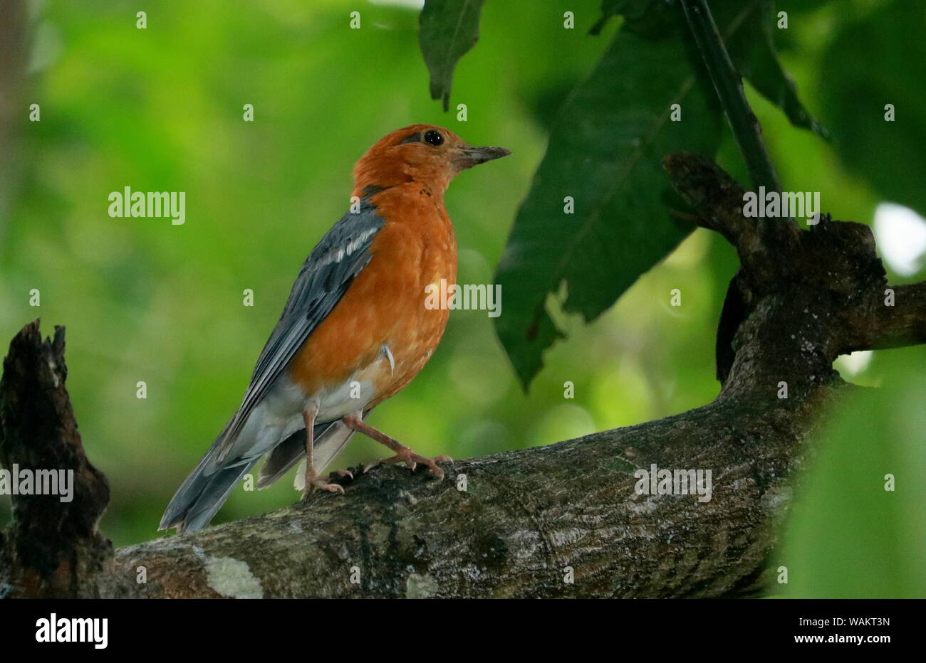 Kakatua bird hi-res stock photography and images - Alamy