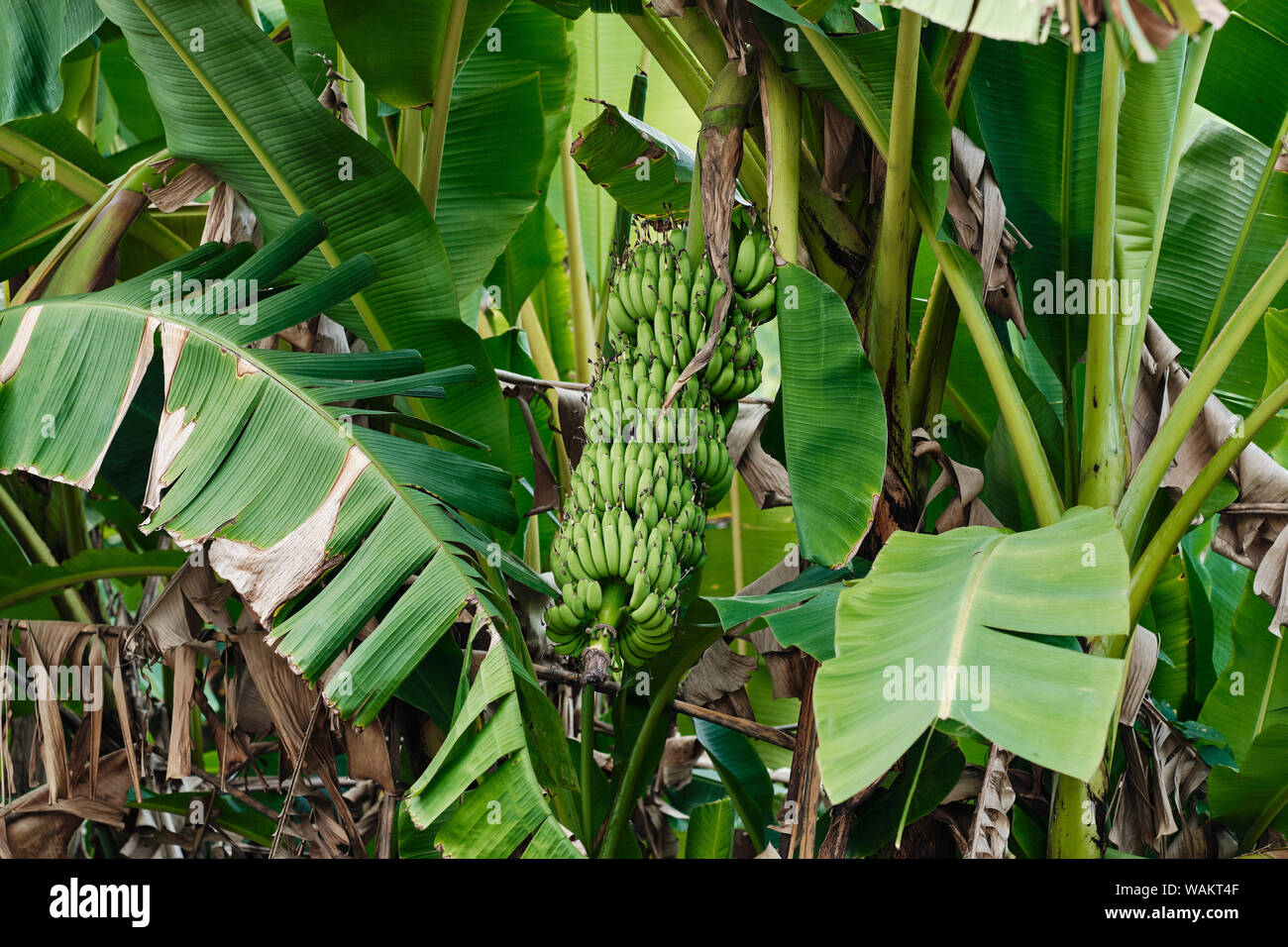 Botanical Nature Green Tropical Banana Leaves Tree. Exotic Branch with ...