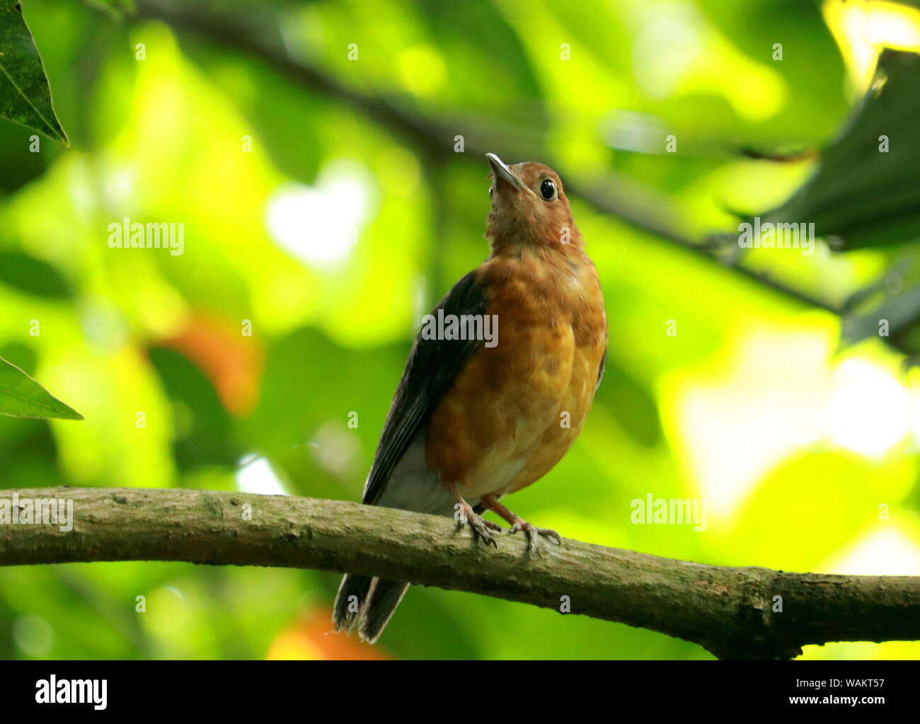 Kakatua bird hi-res stock photography and images - Alamy