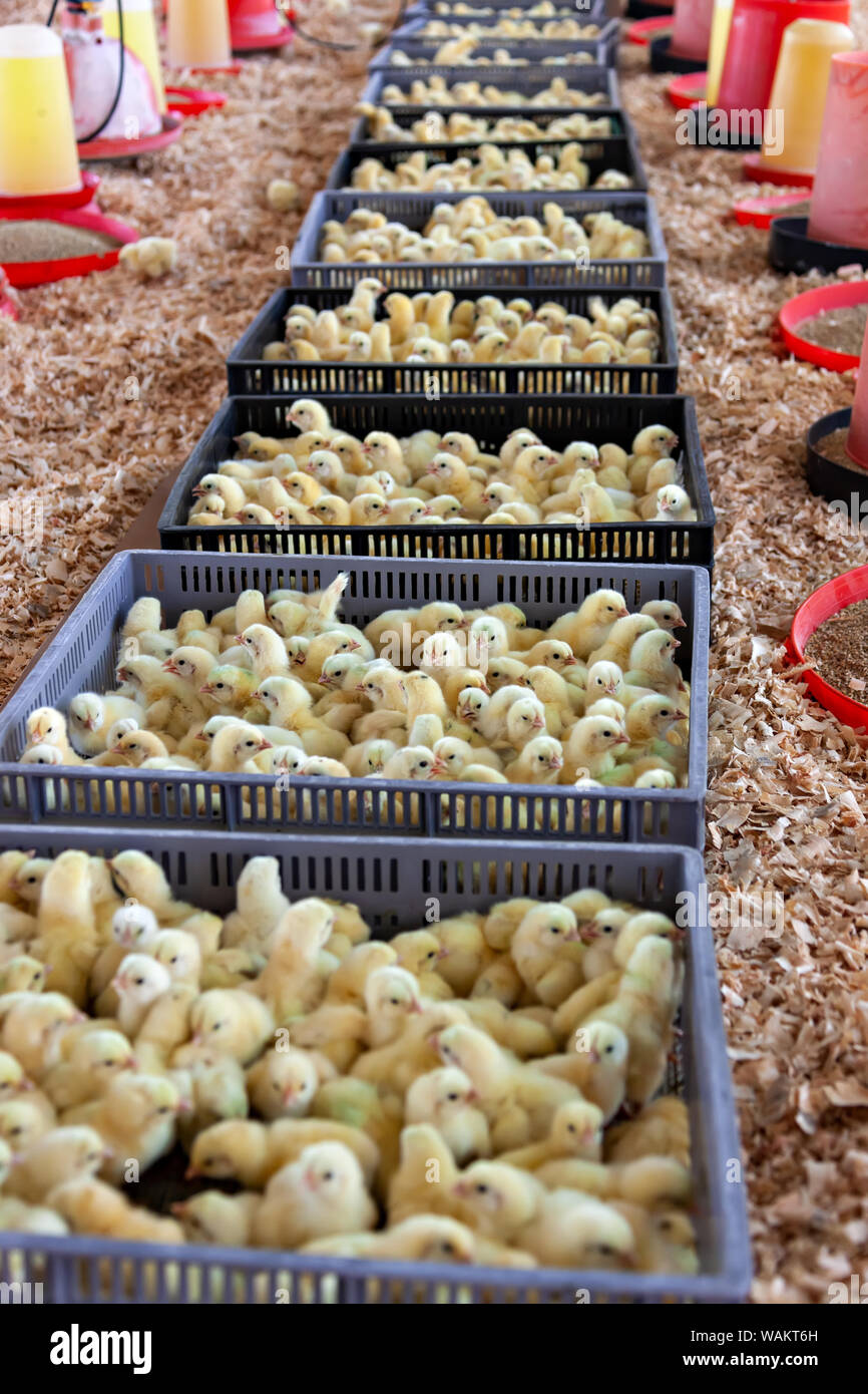 group of one day chicken resting in an chicken warehouse Stock Photo ...