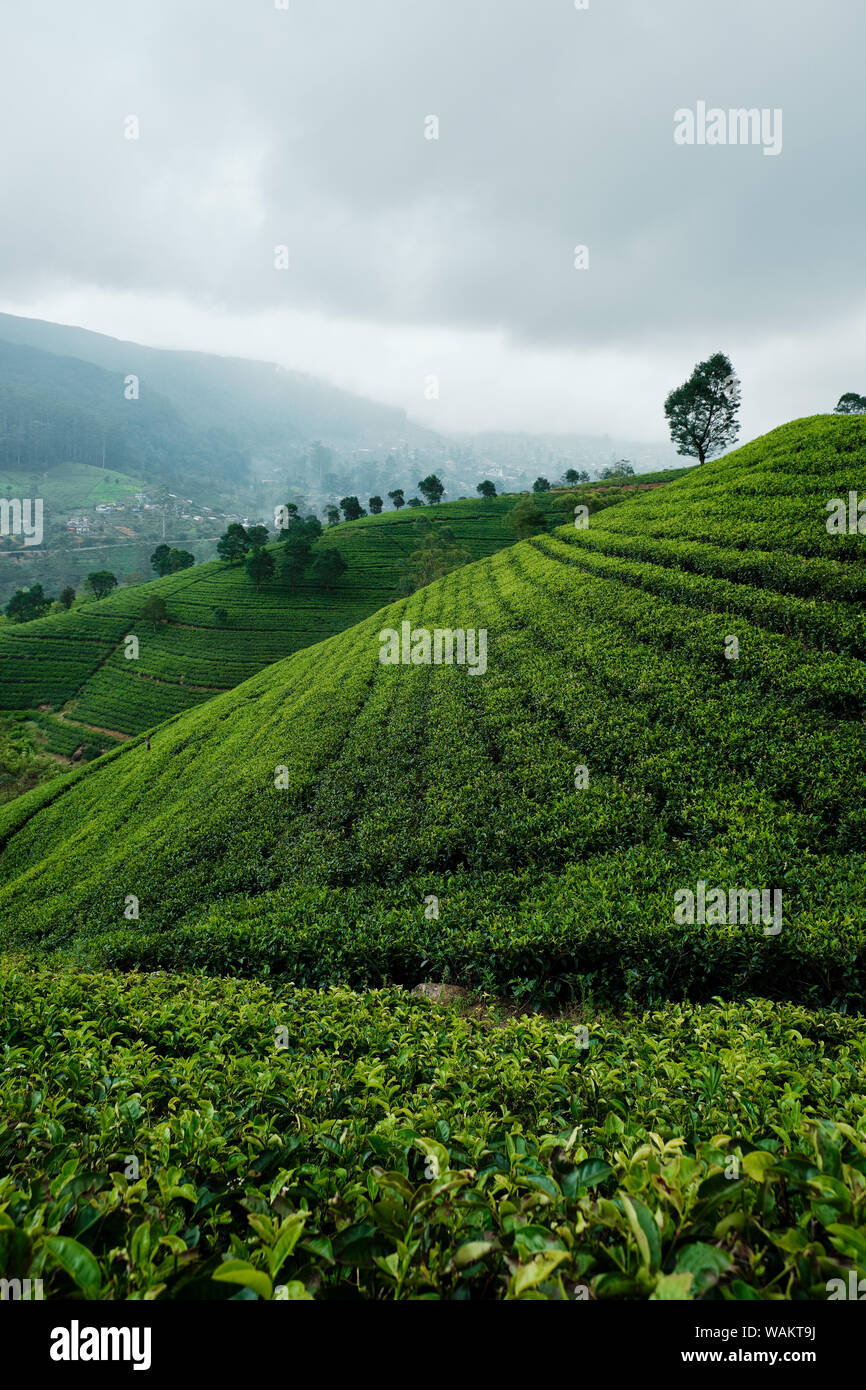 Tea Plantation Farming