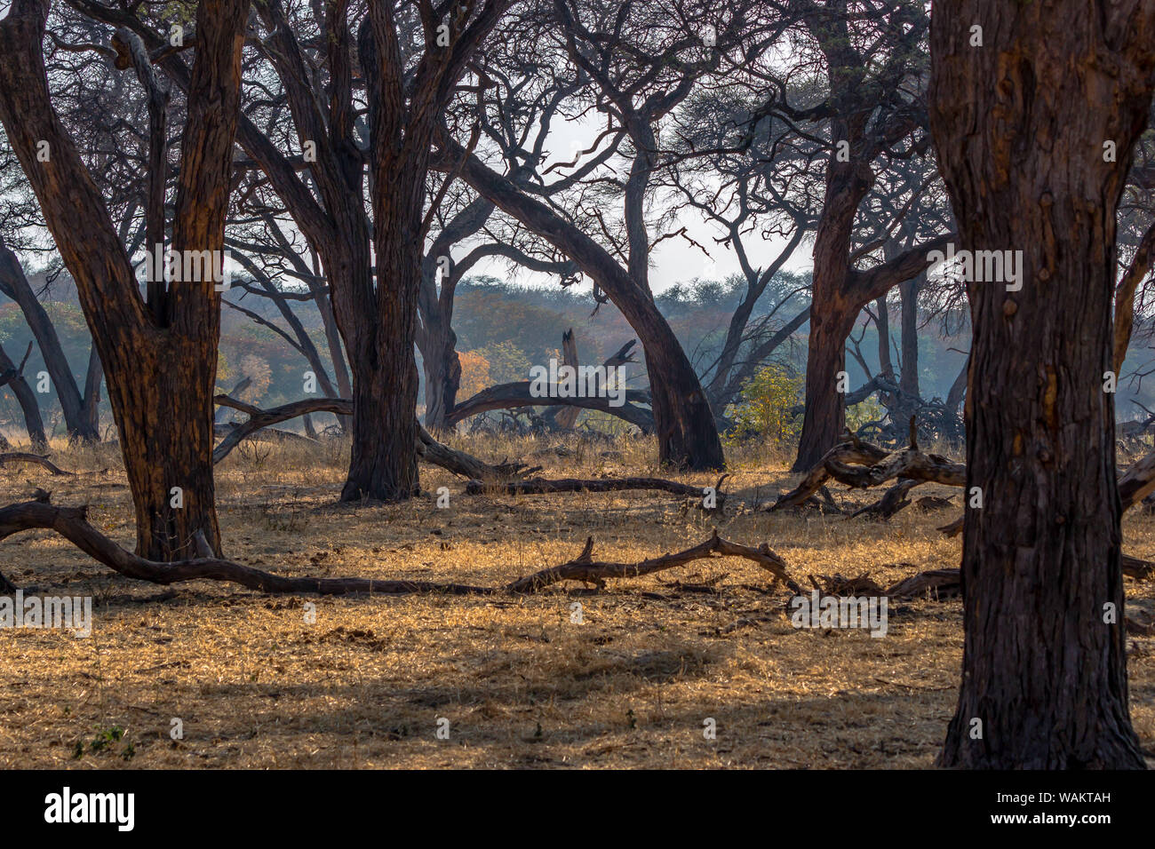 Zimbabwe flora hi-res stock photography and images - Alamy