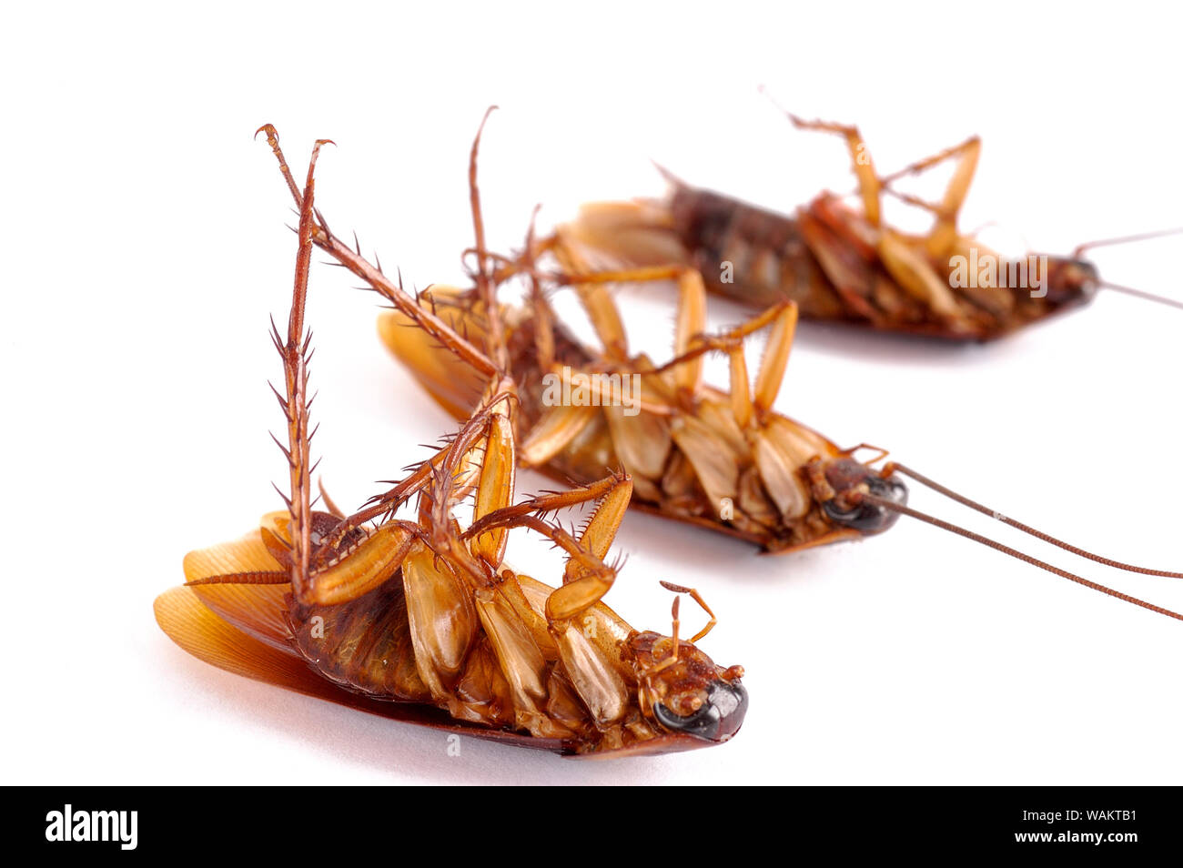 Cockroaches infestation hi-res stock photography and images - Alamy