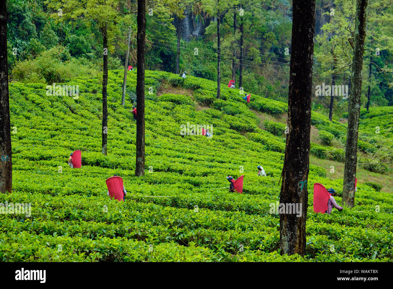 Hill Tea Plantation in Cloudy Day Panoramic Photo. Nature Agricultural ...