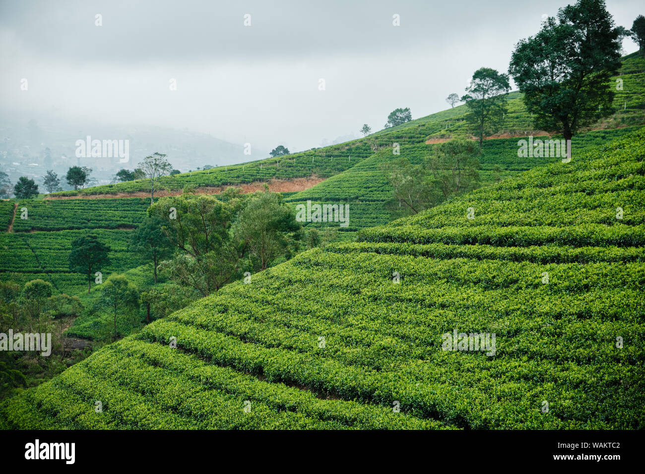 Hill Tea Plantation in Cloudy Day Panoramic Photo. Nature Agricultural ...