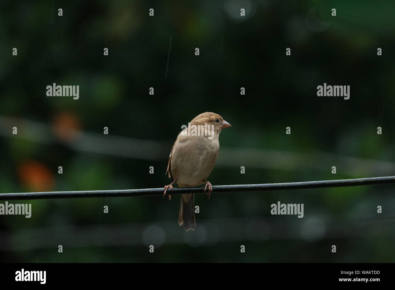 Kakatua bird hi-res stock photography and images - Alamy