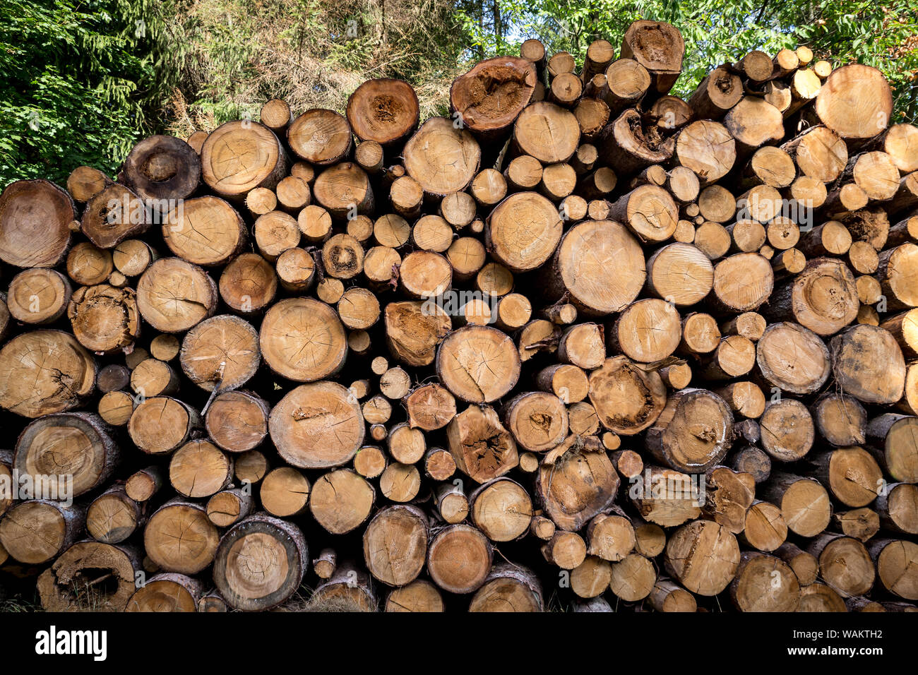 Cut Tree Trunks Stacked in Forest Stock Photo - Alamy