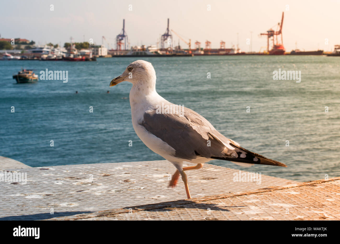 Single seagull as a wild sea bird in the view Stock Photo - Alamy