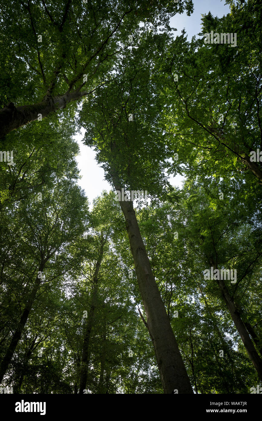 Exterior treetops hi-res stock photography and images - Alamy