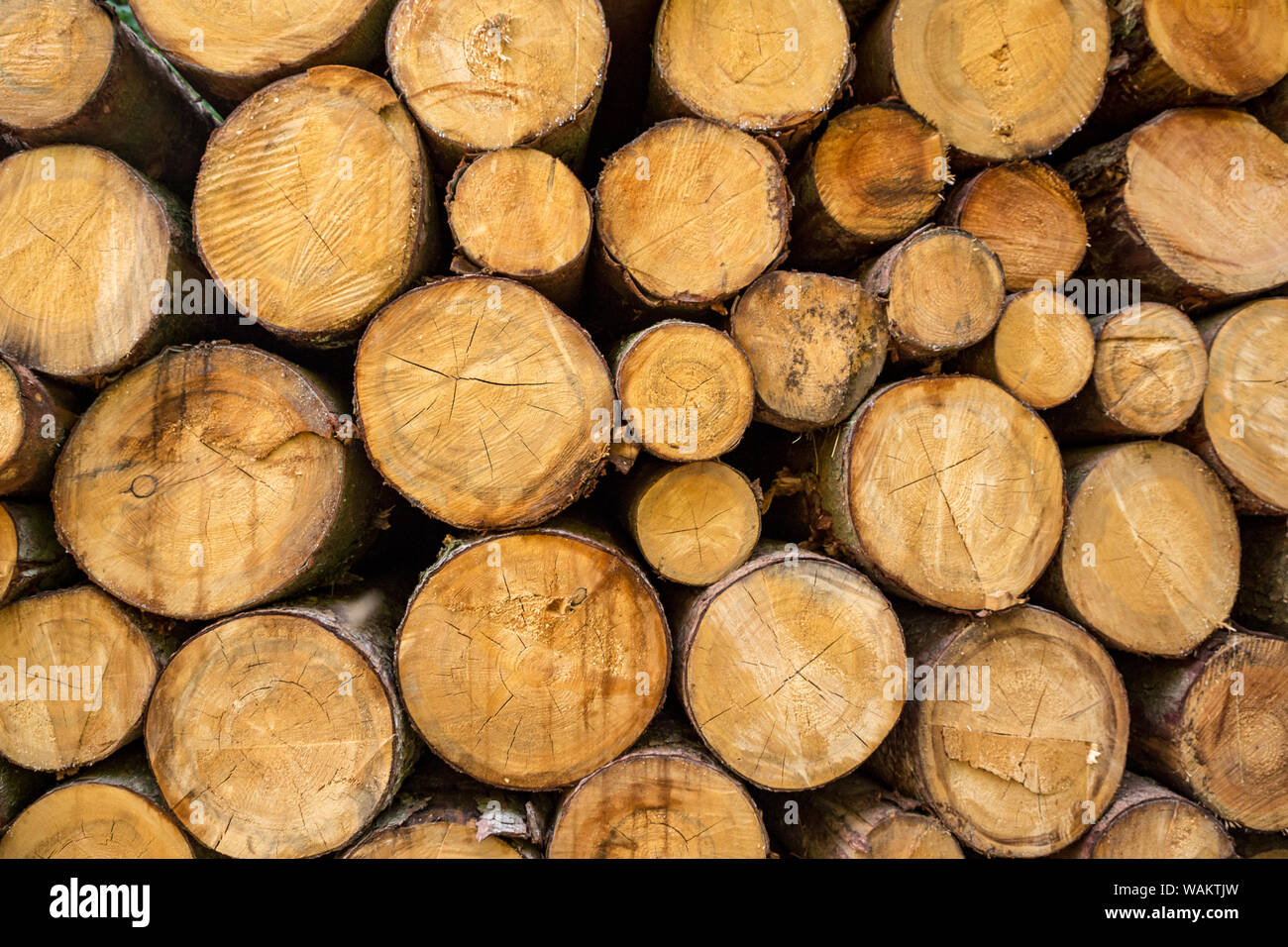 Cut up tree trunks hi-res stock photography and images - Alamy