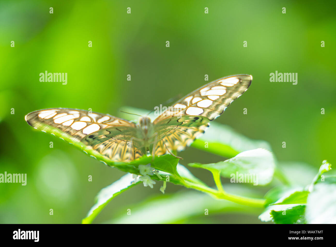 Clipper butterfly, Parthenos sylvia, wings open, at rest on leaf. Soft ...