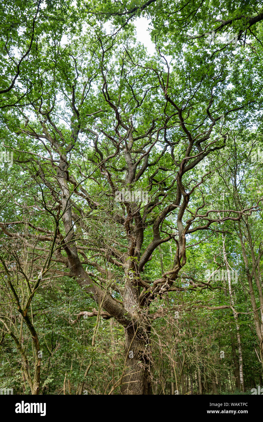 Tall up old hi-res stock photography and images - Alamy