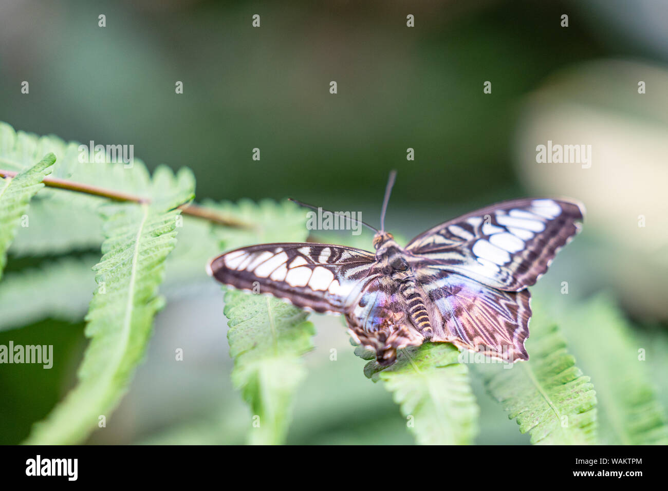 Clipper butterfly, Parthenos sylvia, wings open, at rest on leaf Stock ...