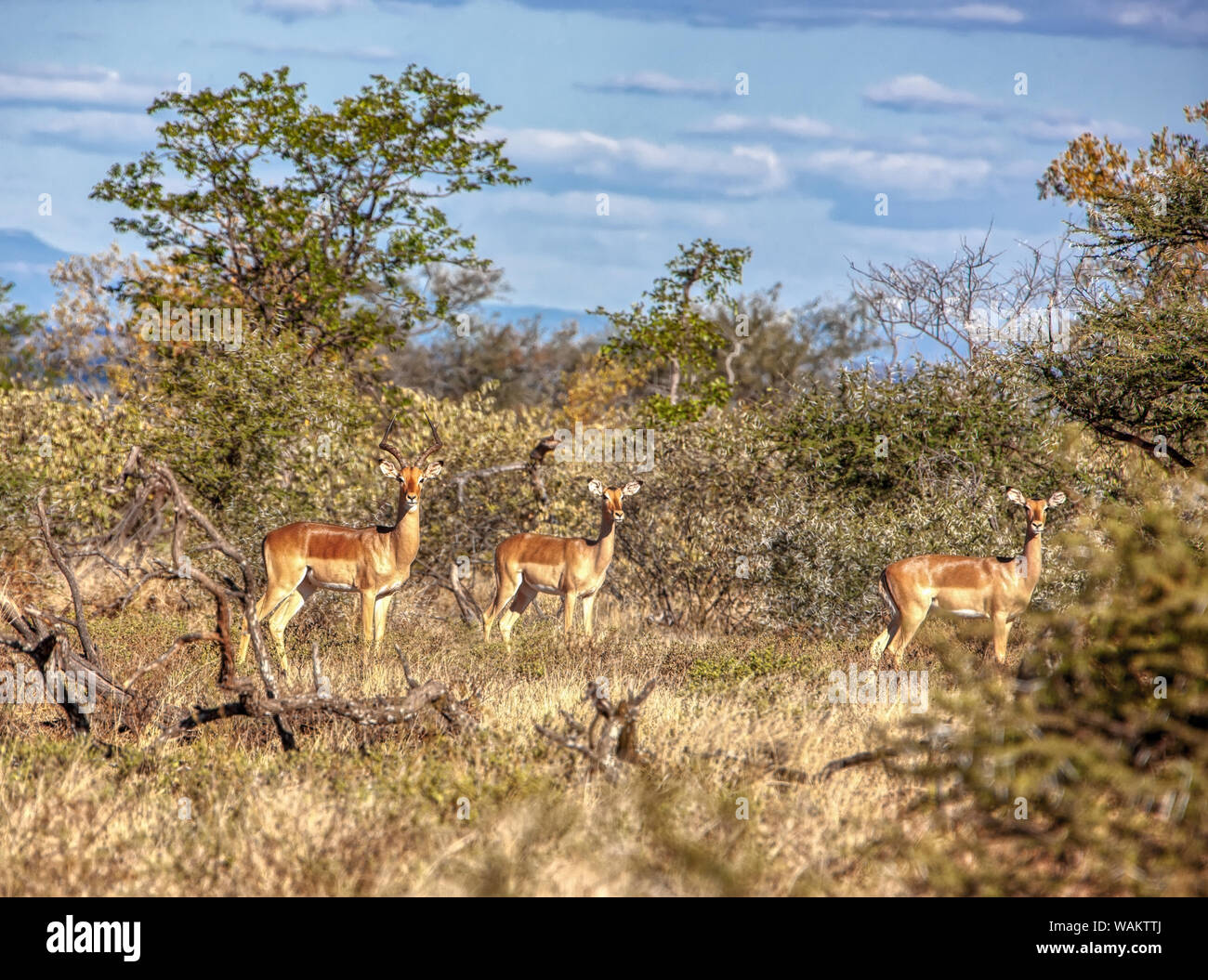 Family of impala in the Botswana bush in a safari trip Stock Photo - Alamy