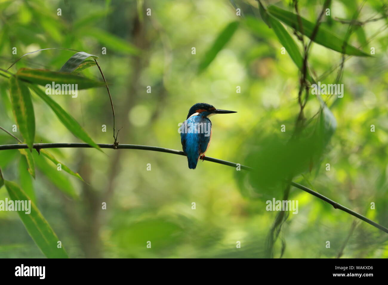 Animal bird wild Stock Photo - Alamy