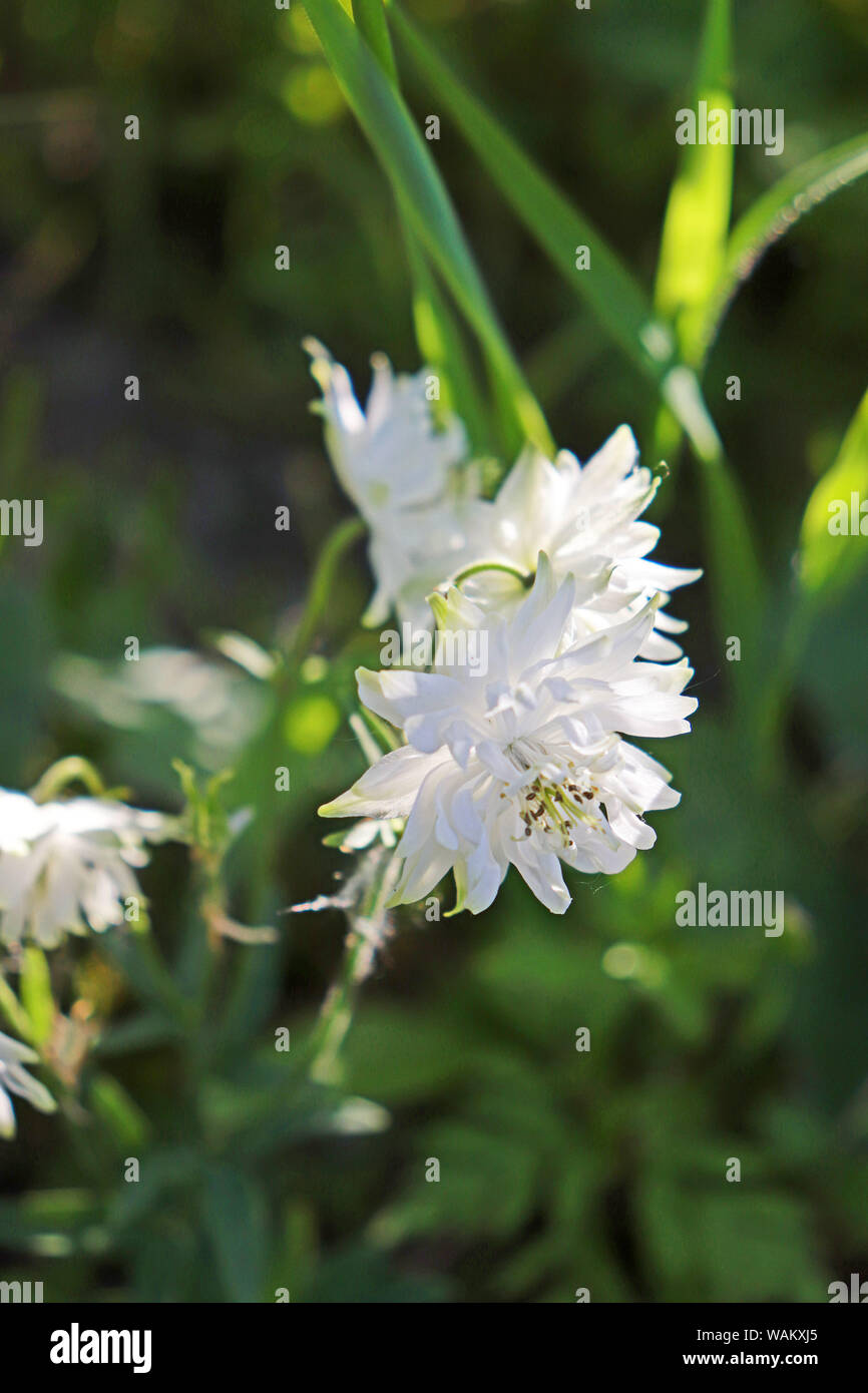 Columbine flowers pollination hi-res stock photography and images - Alamy