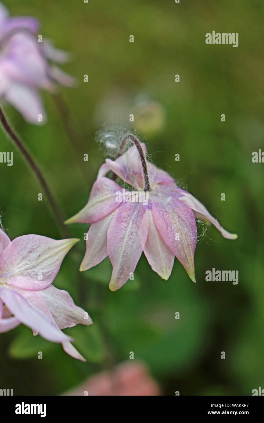 Columbine flowers pollination hi-res stock photography and images - Alamy