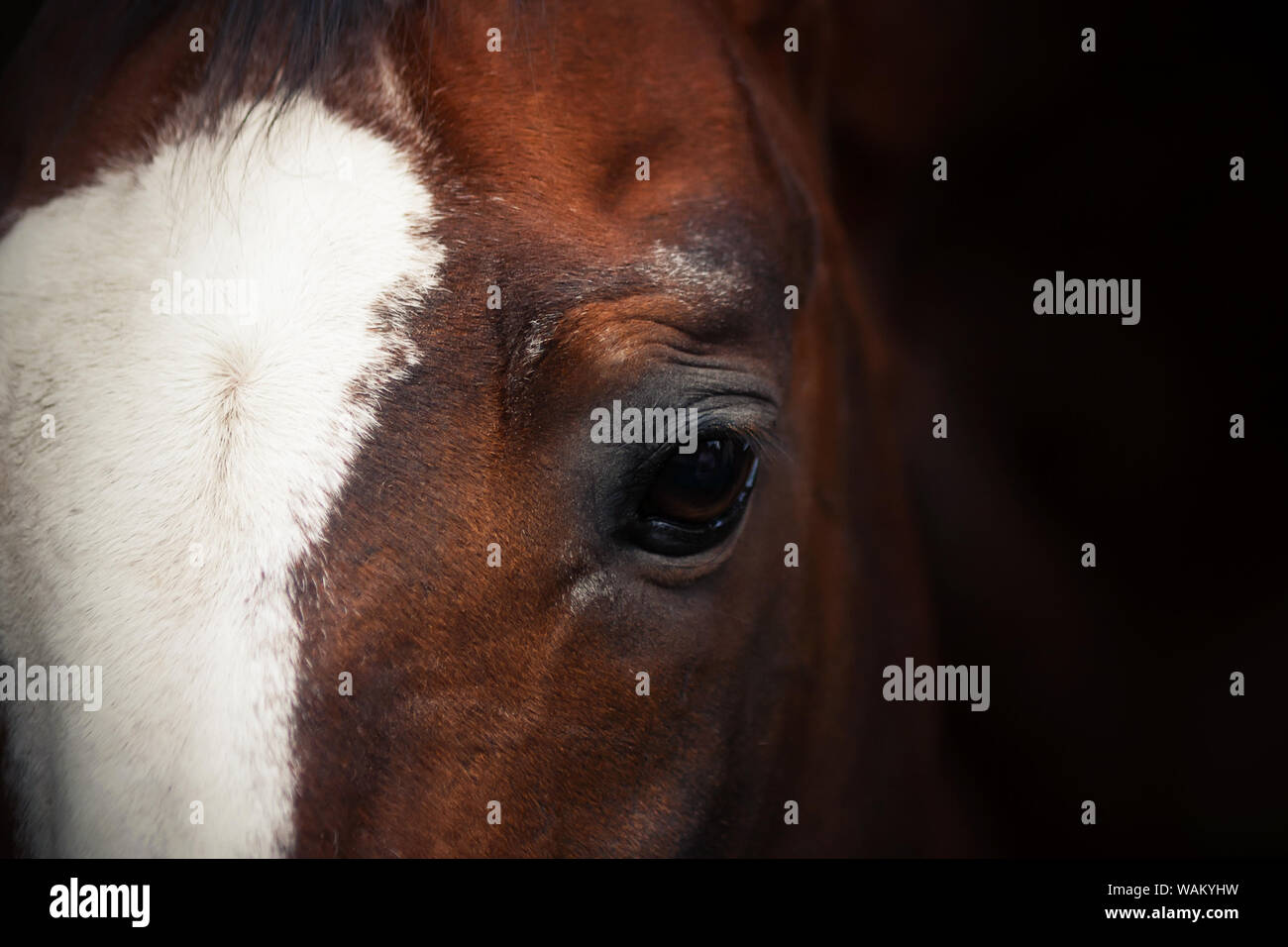Black horse white forehead hi-res stock photography and images - Alamy