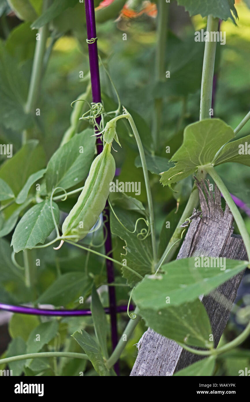 Snap pea flowers hi-res stock photography and images - Alamy