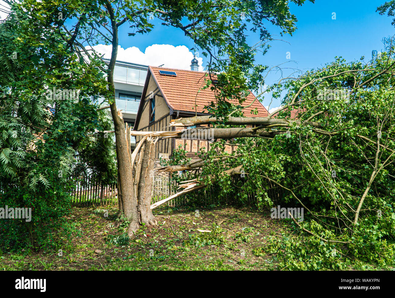 Destruction after the storm. Broken trees. Hail storm in the city ...
