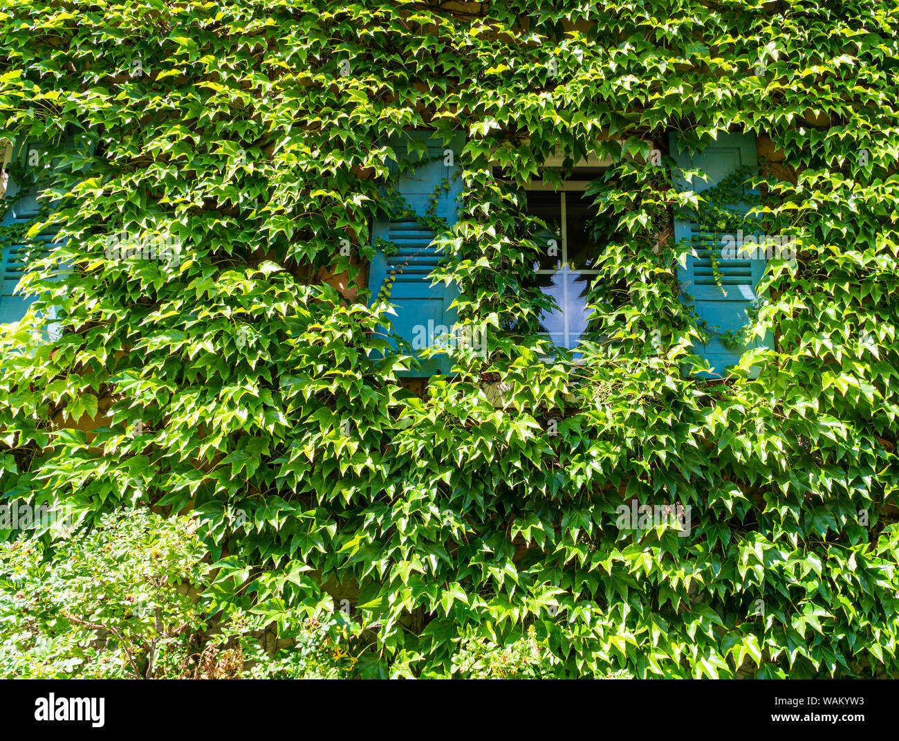 Building covered vines hi-res stock photography and images - Alamy