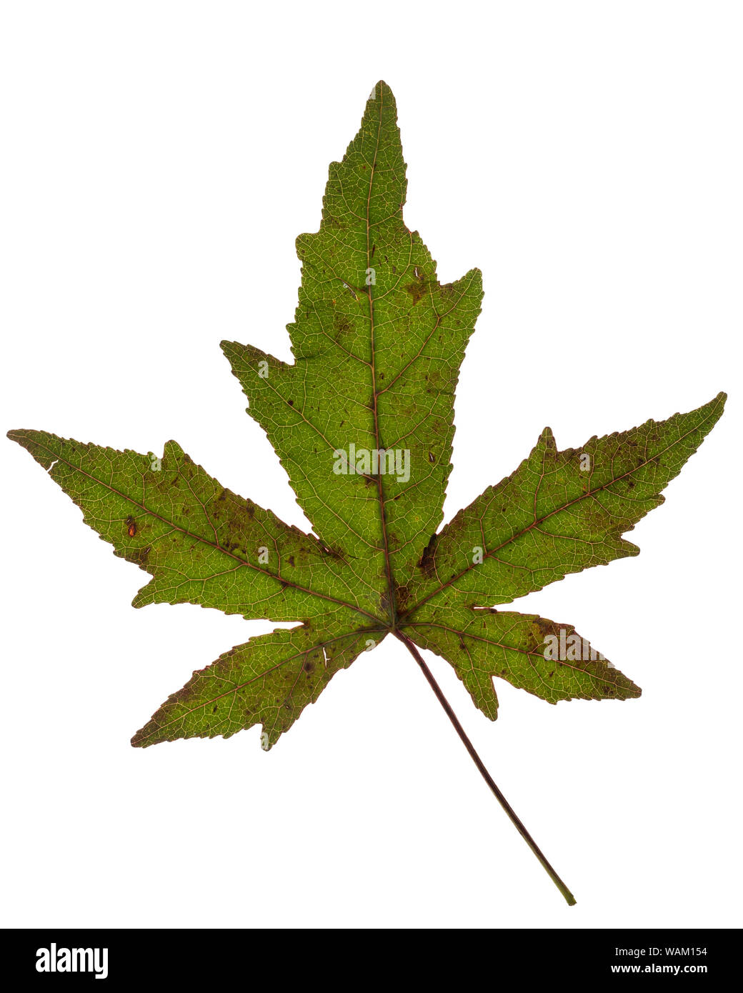 Japanese maple (Acer Palmatum) leaf isolated on a white background ...