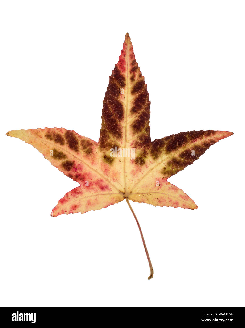 Japanese maple (Acer Palmatum) leaf isolated on a white background ...