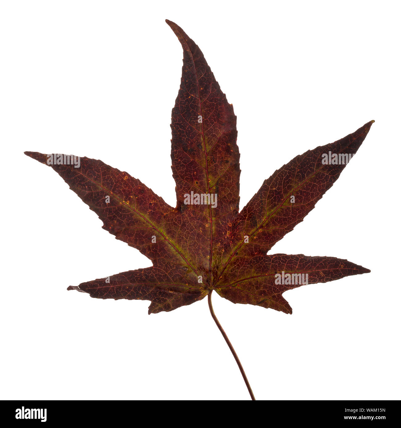 Japanese maple (Acer Palmatum) leaf isolated on a white background ...