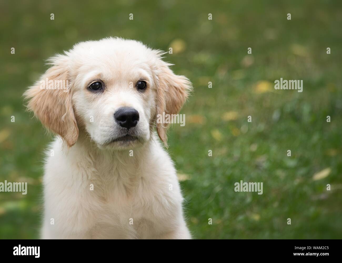 cute dog puppy Stock Photo - Alamy