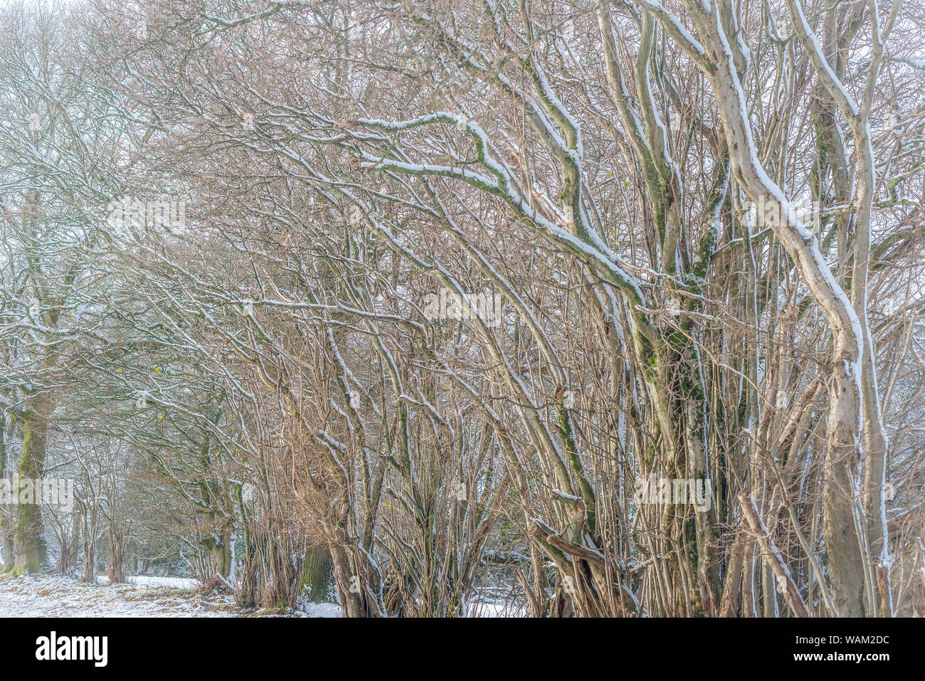 Trees covered in snow. Winter woodland scene. Brecon Beacons National ...