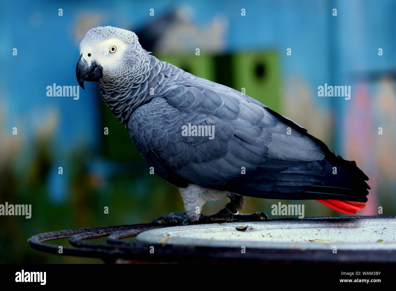 Kakatua bird hi-res stock photography and images - Alamy