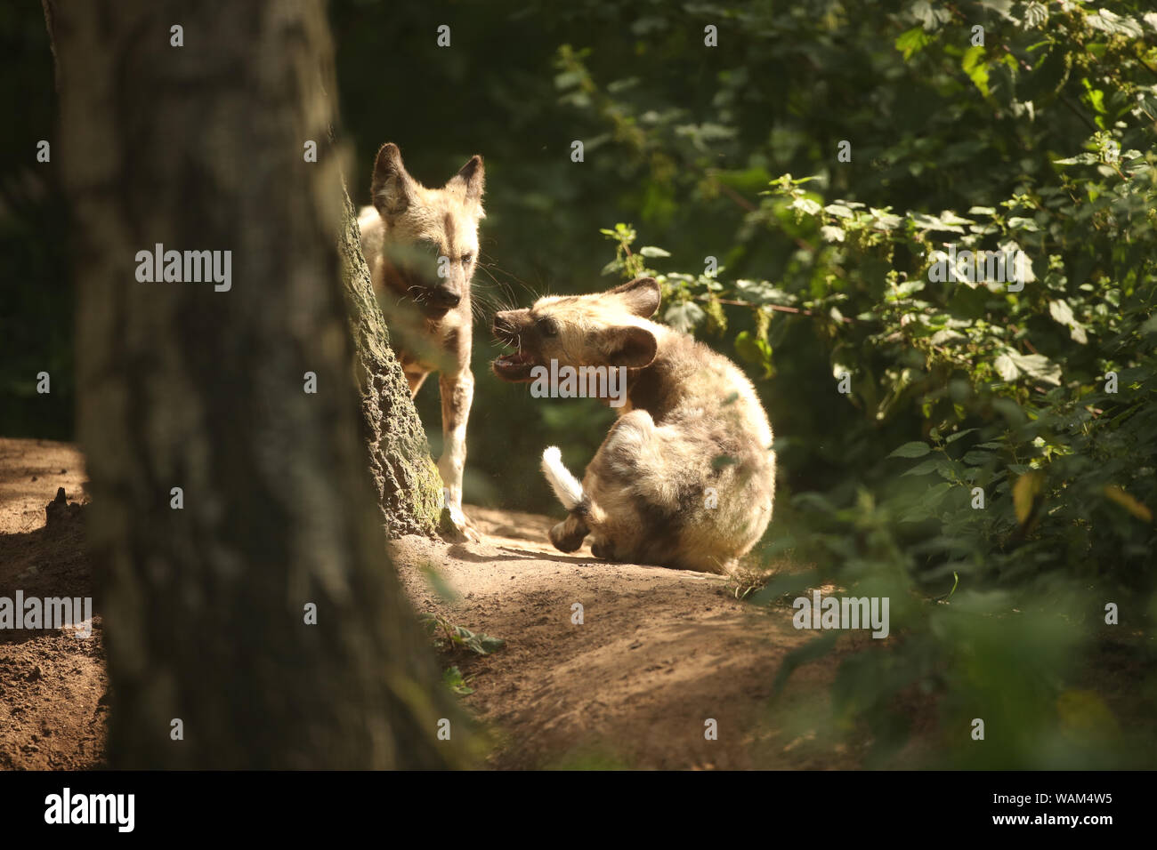 Lehana and Lembani, two Painted Dog puppies at Yorkshire Wildlife Park ...