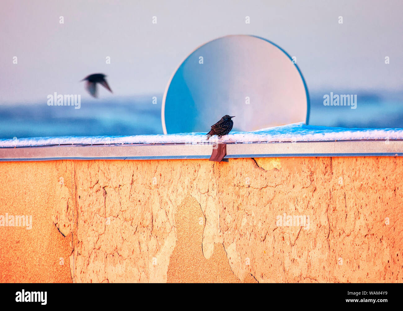 bird on a roof edge near the antenna Stock Photo - Alamy