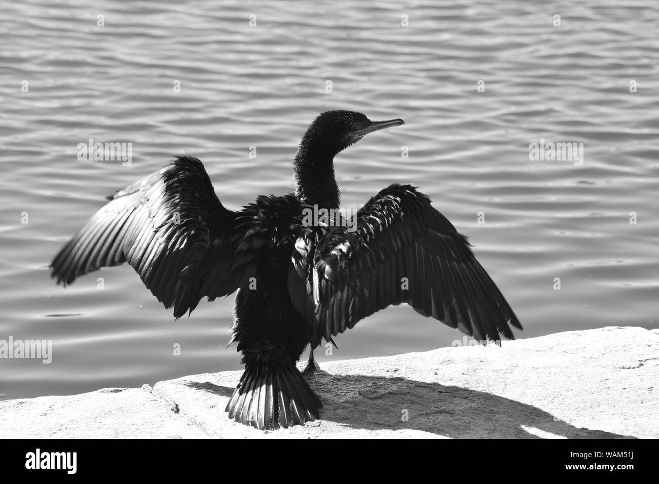 Little Black Cormorants Sunbathing Bird Stock Photo - Alamy