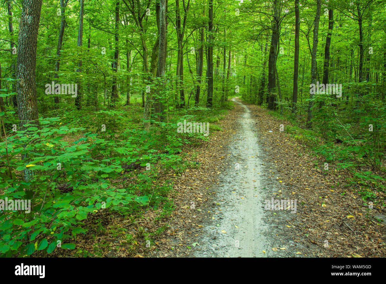 Long footpath through a green forest Stock Photo - Alamy