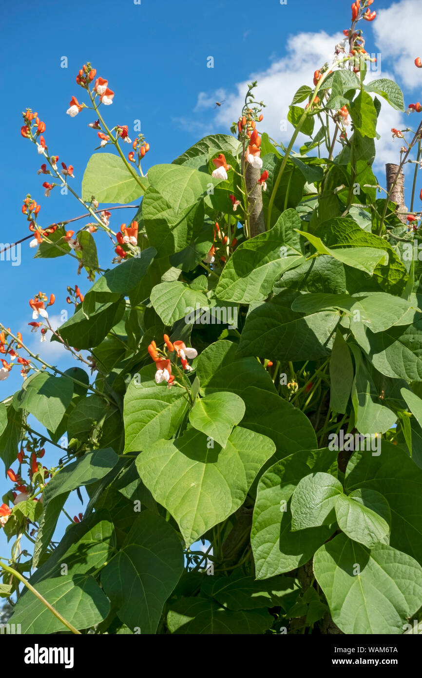 Painted lady runner bean plants hi-res stock photography and images - Alamy