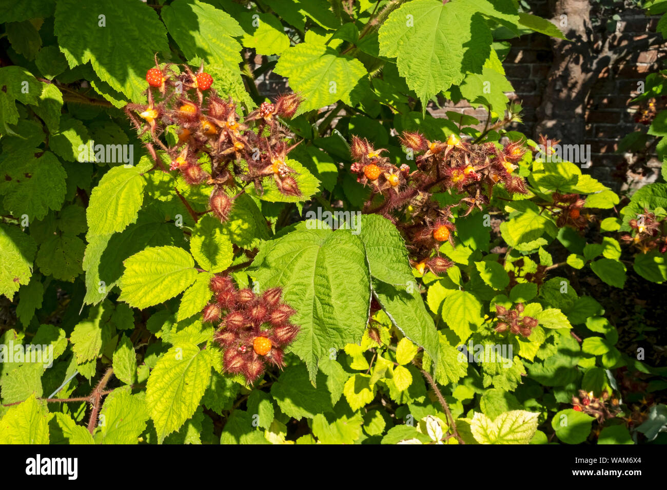 Close up of Japanese Wineberry fruits (rubus phoenicolasius) fruit ...