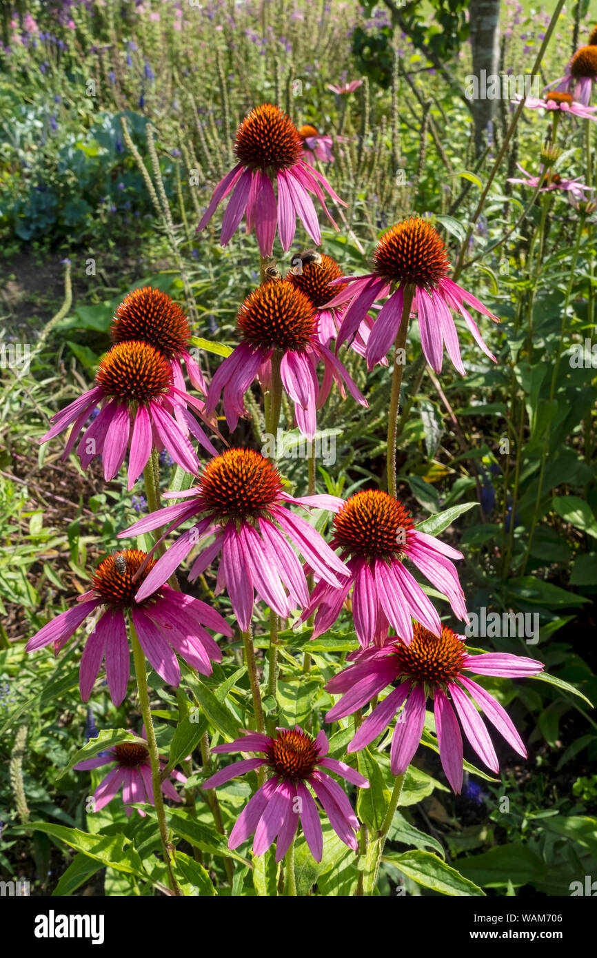 Closeup of an echinacea flower in the perennial border hi-res stock ...
