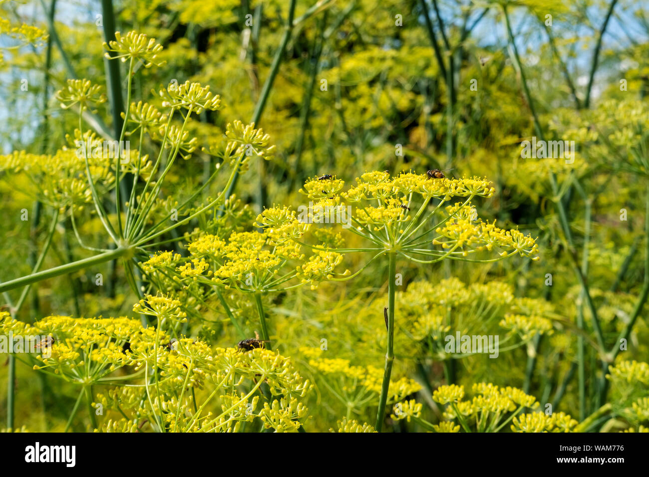Close up of Yellow fennel flowers flower flowering (foeniculum vulgare ...