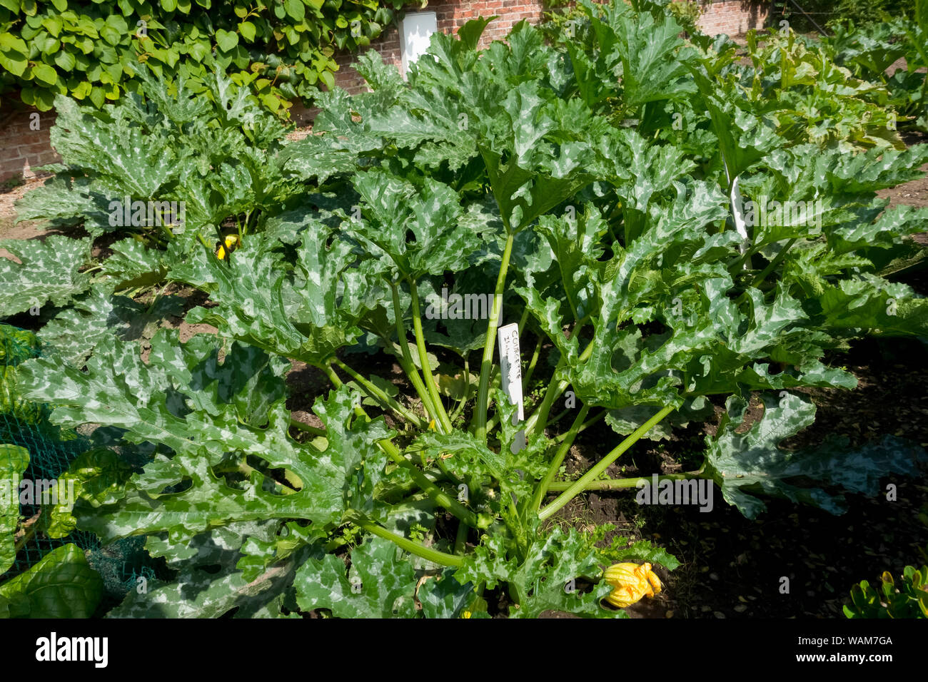 Courgettes courgette (curcurbita) Italian Striped plants plant growing ...