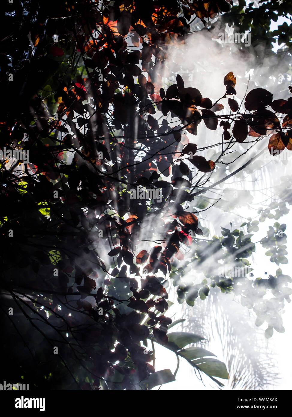 Late afternoon sun rays shining through smoke and various types of ...