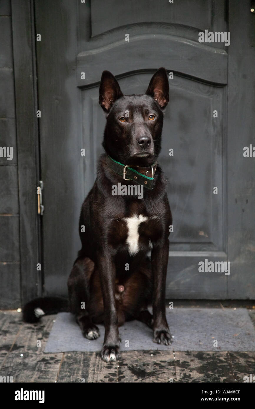 black guard dog on the porch of a triangular house Stock Photo - Alamy