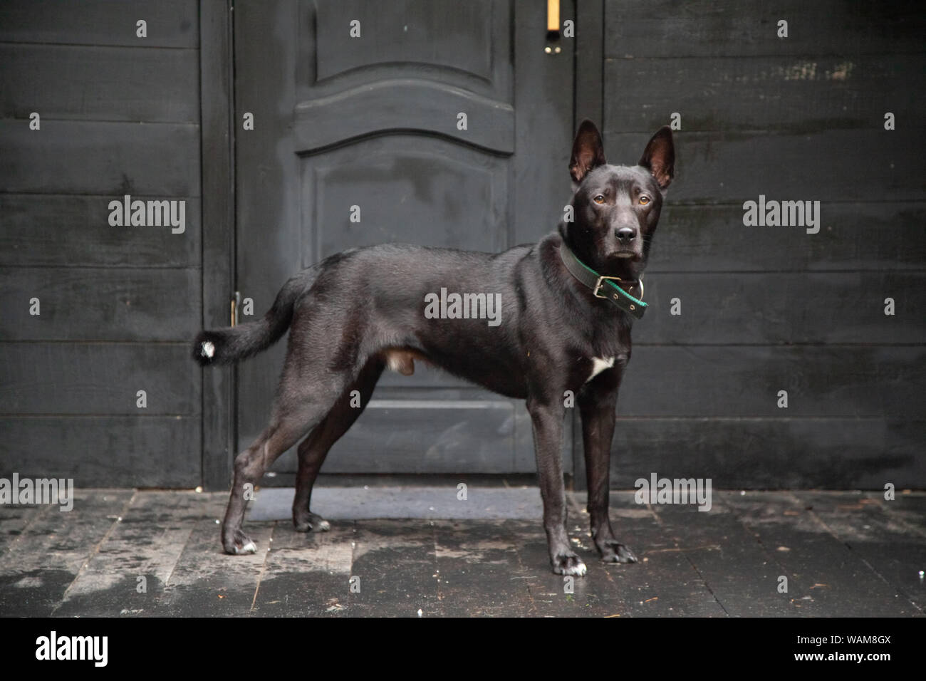 black guard dog on the porch of a triangular house Stock Photo - Alamy