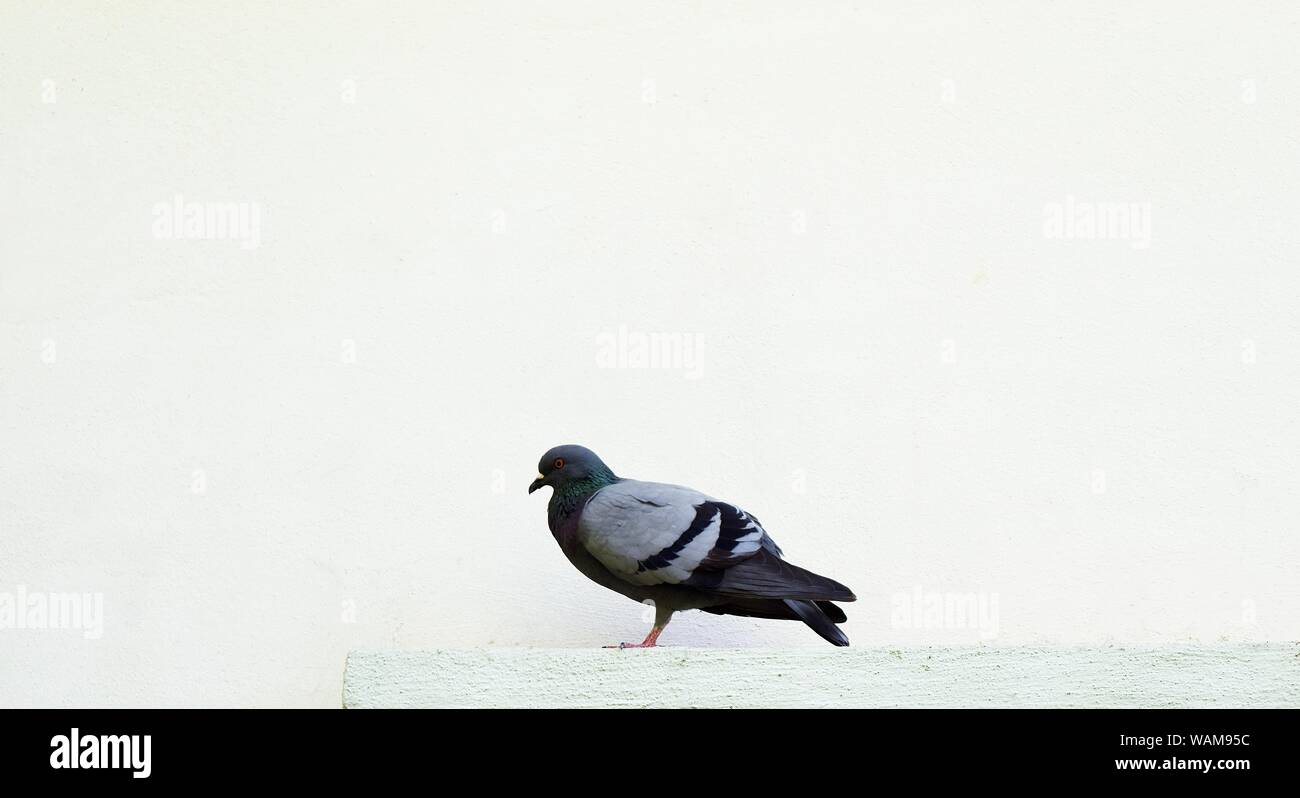 Empty cream color background with pigeon or dove standing in the bottom ...