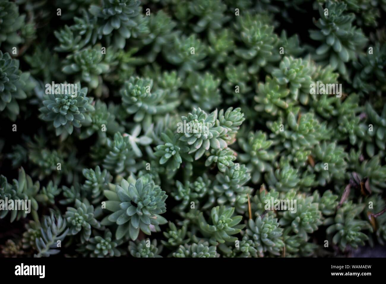 Beautiful natural background or wallpaper of succulents Stock Photo - Alamy