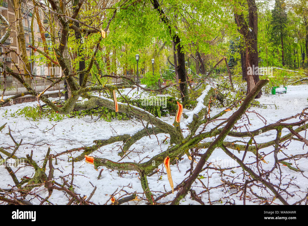 storm with snow and broken branches in spring park Stock Photo - Alamy