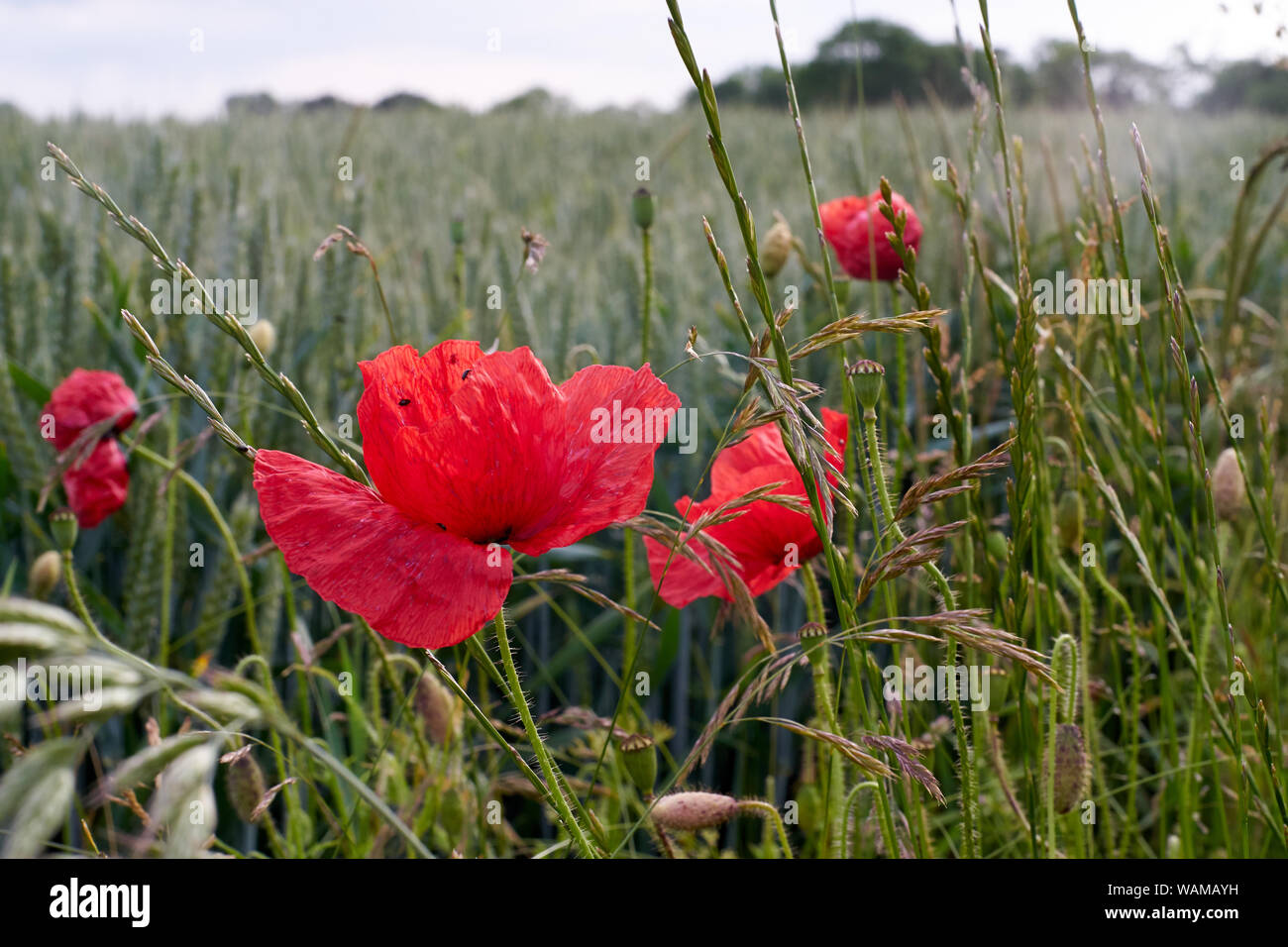 Selective focus on poppy flower, wild poppy flowers in summer meadow ...