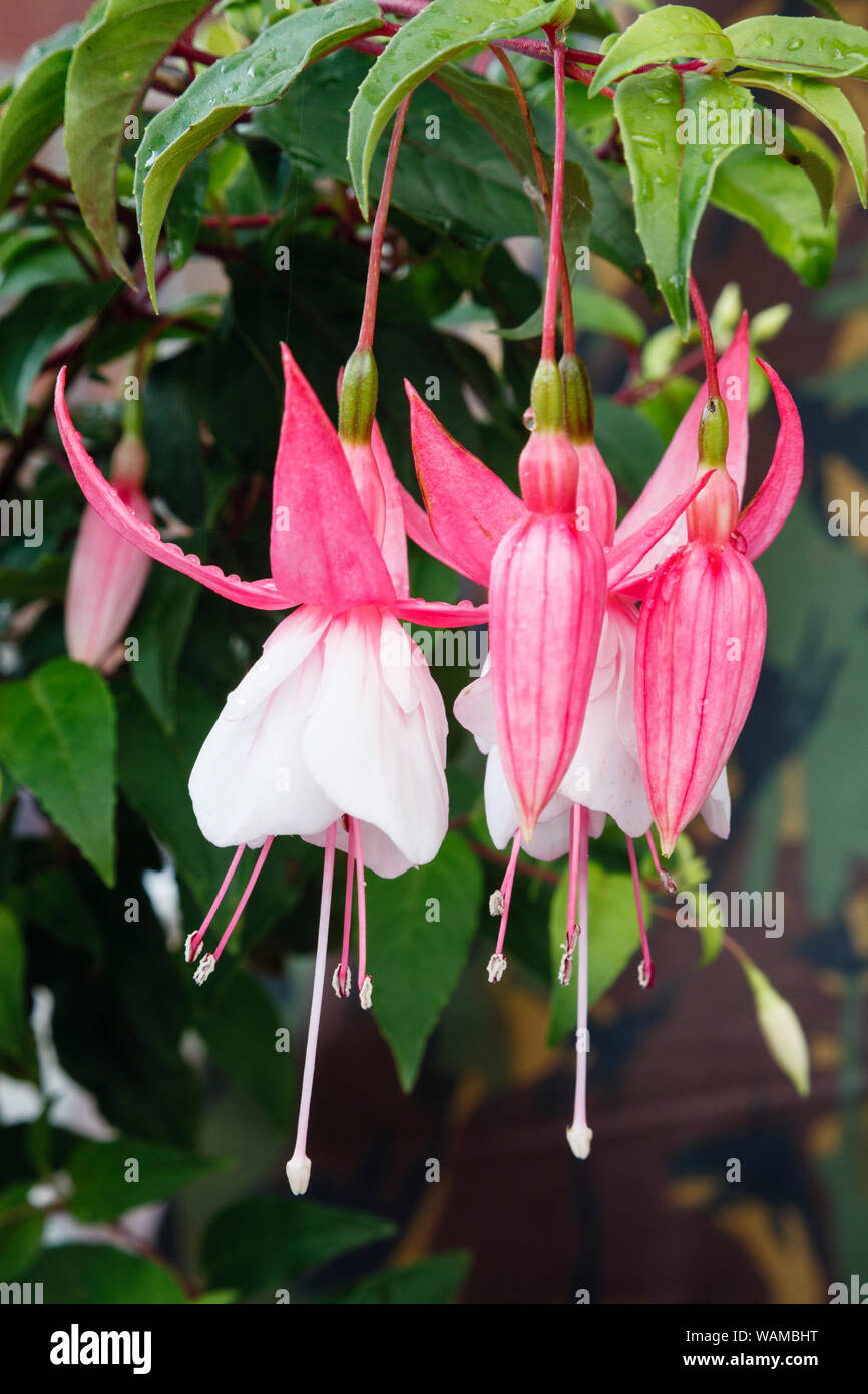 Fusias hi-res stock photography and images - Alamy