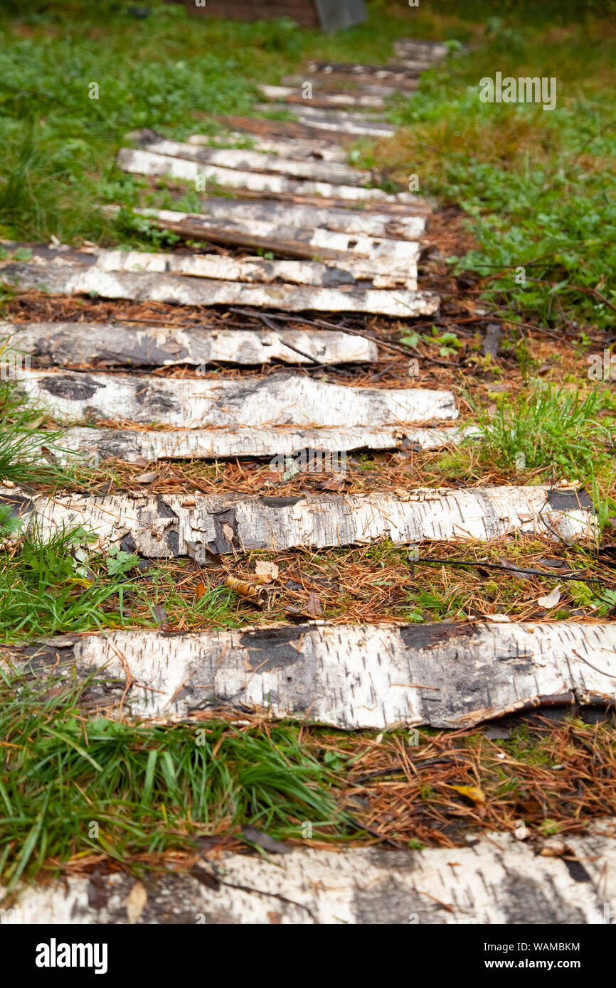 way to walk in the tree forest with nobody Stock Photo - Alamy
